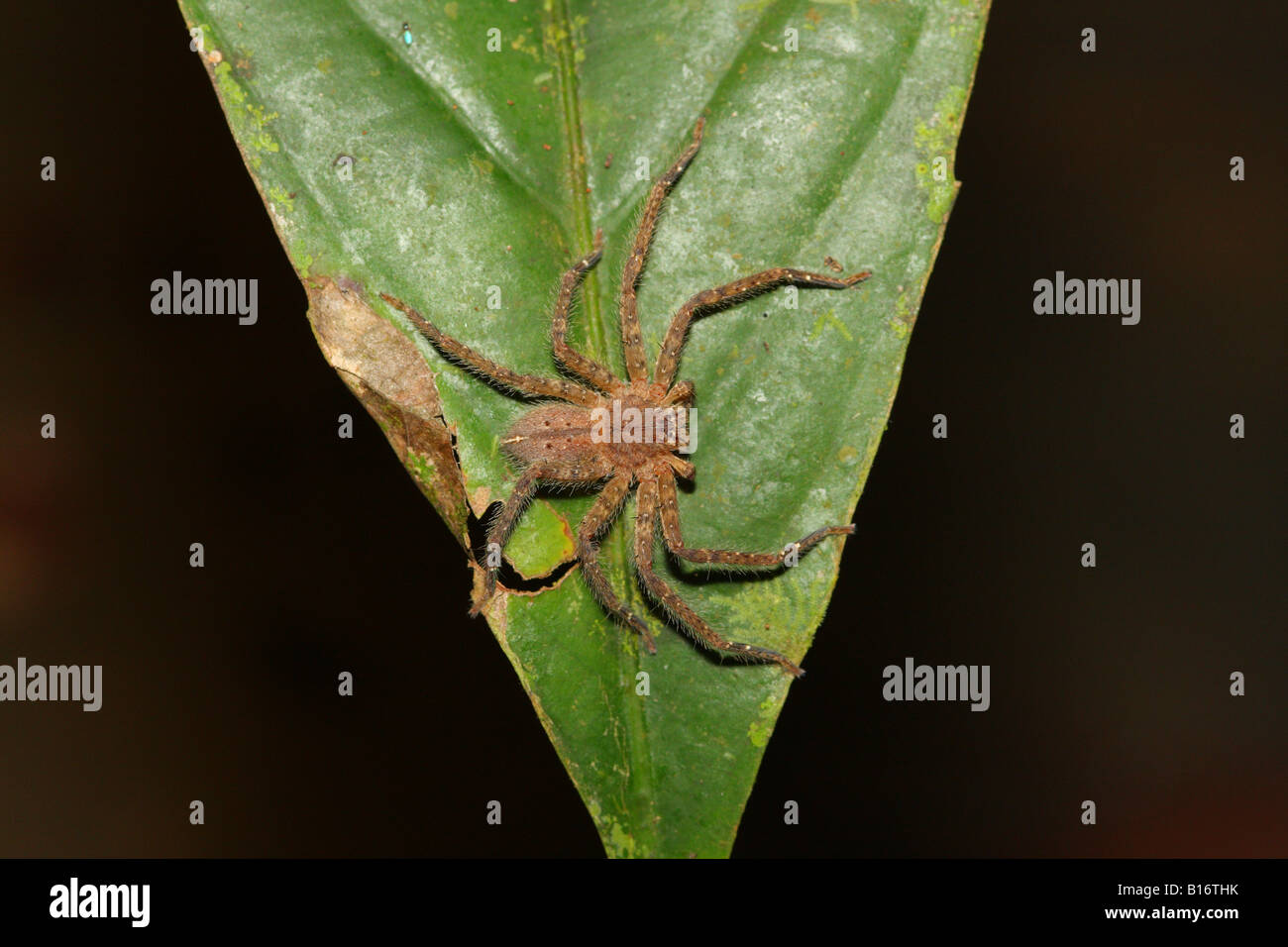 Tropical huntsman spider -Fotos und -Bildmaterial in hoher Auflösung ...
