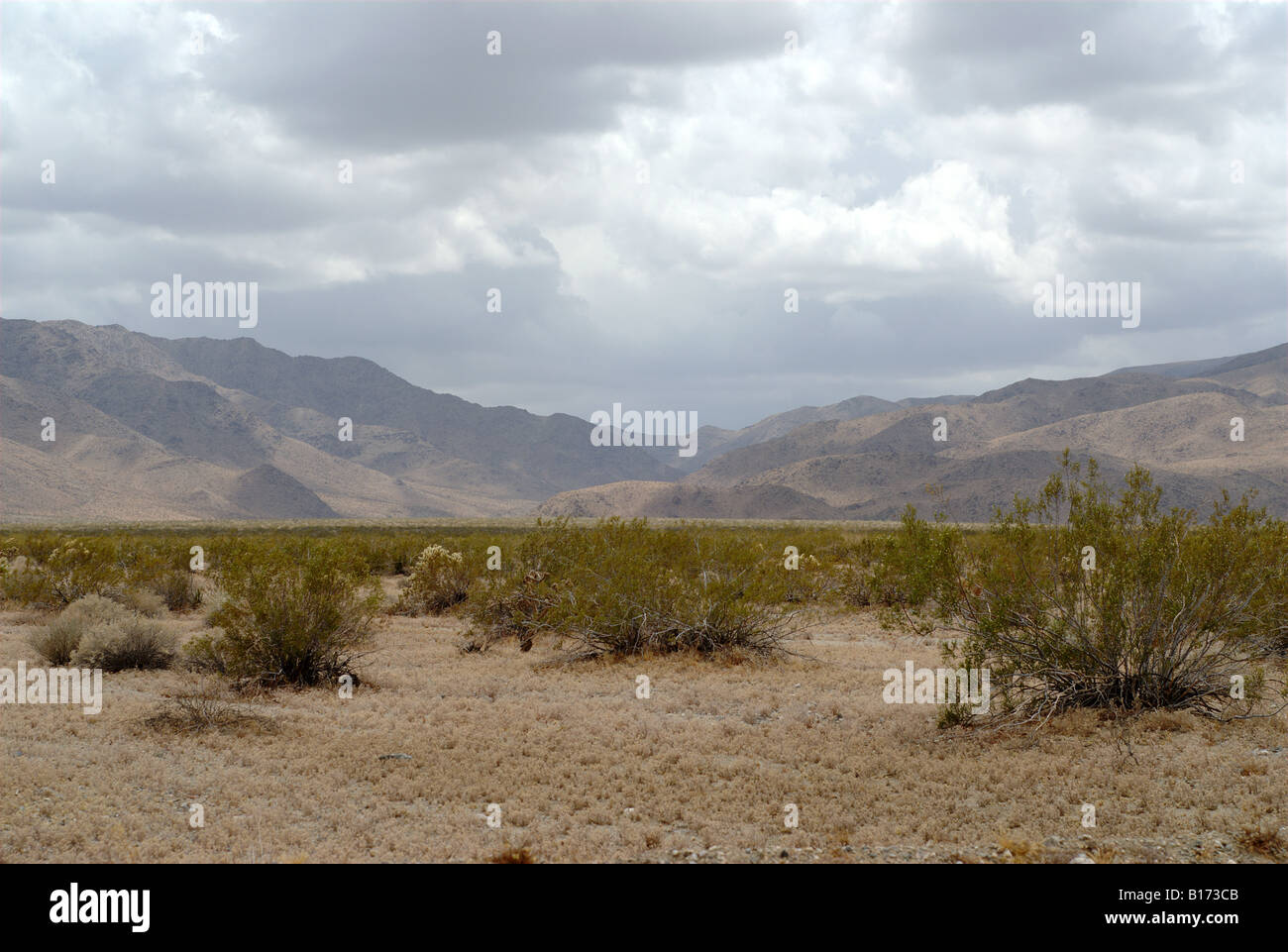 Kreosot büsche -Fotos und -Bildmaterial in hoher Auflösung – Alamy