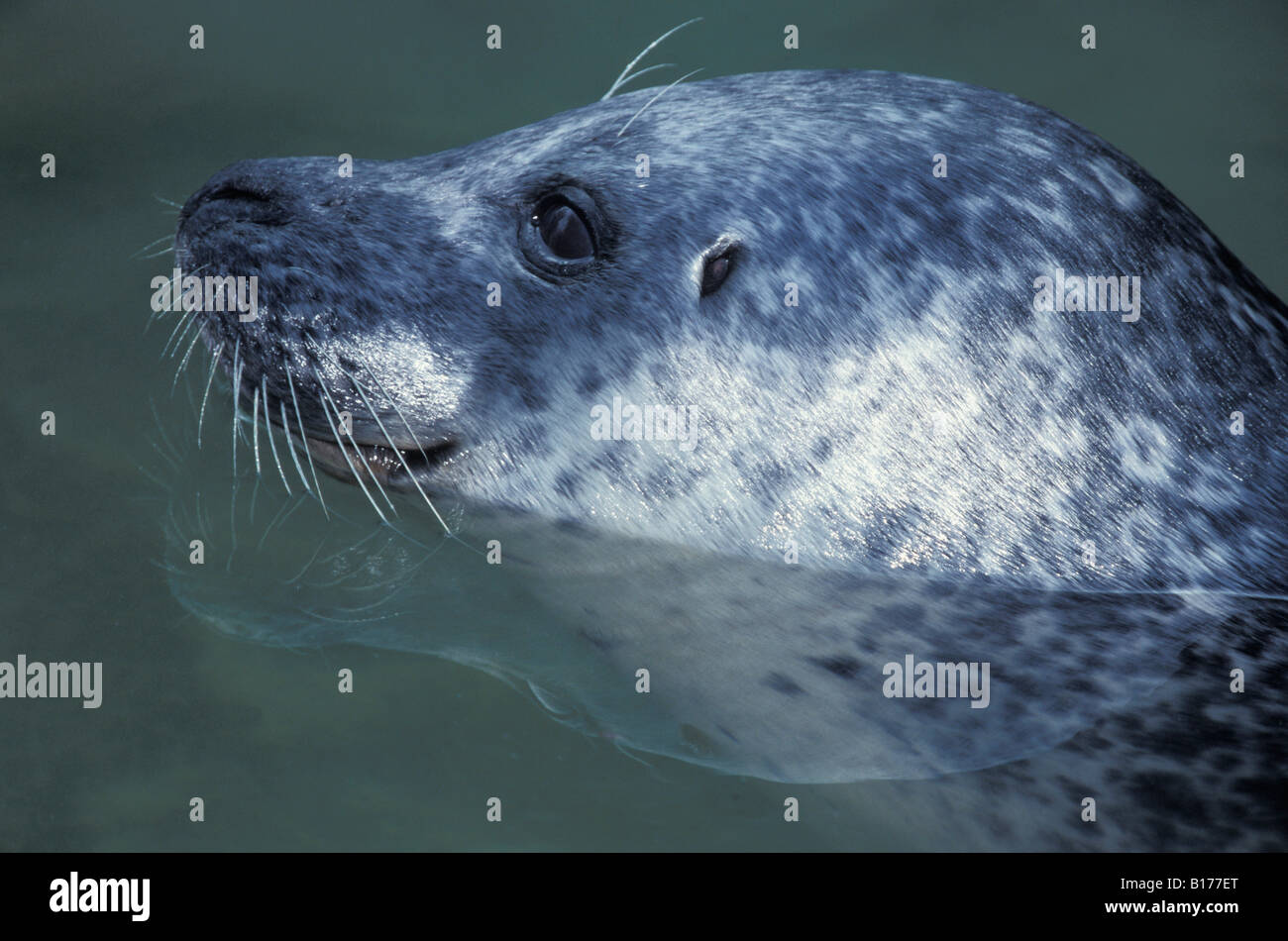 Phoque Gris Kegelrobbe Grey Seal Halichoerus Grypus beobachten von ...