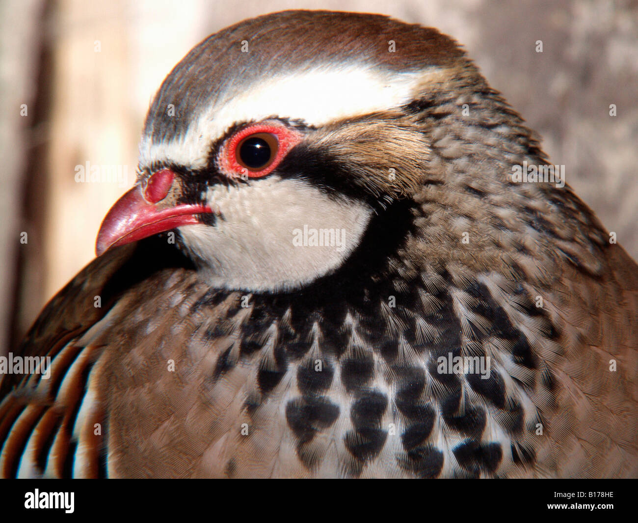Perdrix rouge it -Fotos und -Bildmaterial in hoher Auflösung – Alamy