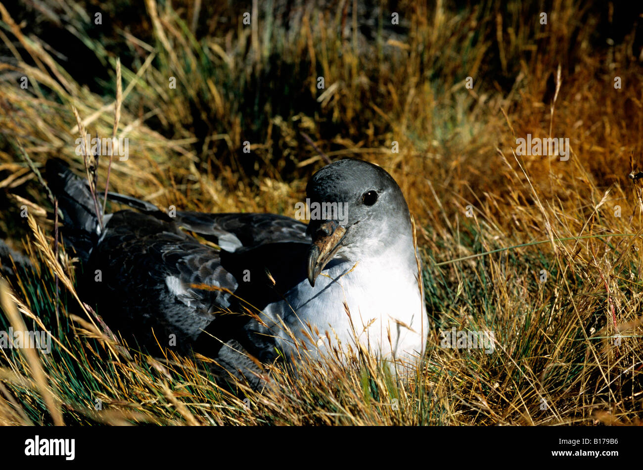 Le Poussin Stockfotos und -bilder Kaufen - Alamy