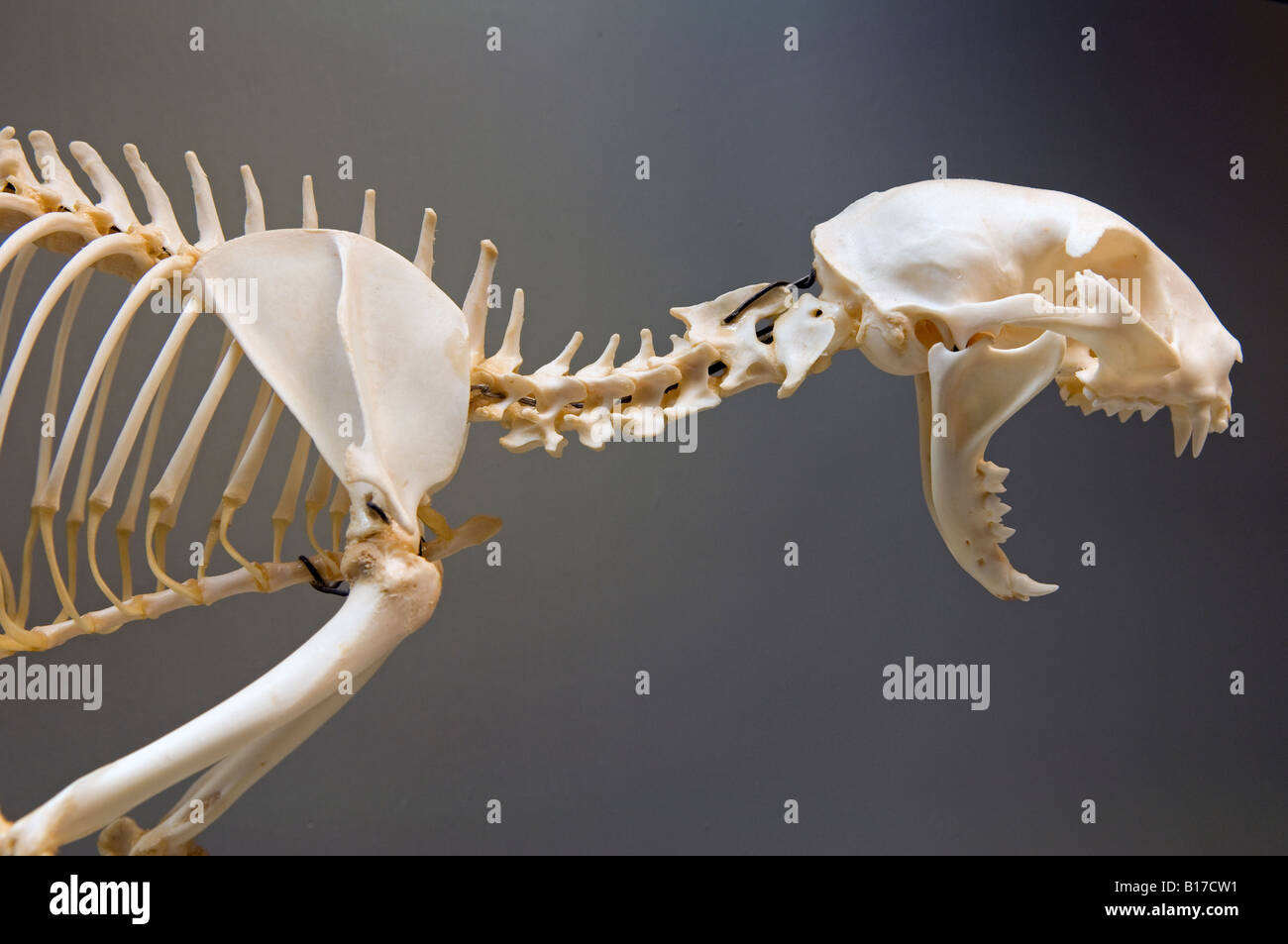 Katze anatomie skelett -Fotos und -Bildmaterial in hoher Auflösung – Alamy