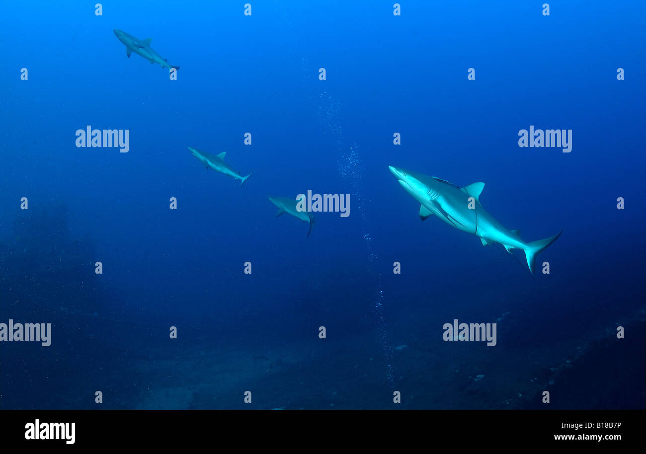 Shark reef marine reserve -Fotos und -Bildmaterial in hoher Auflösung ...