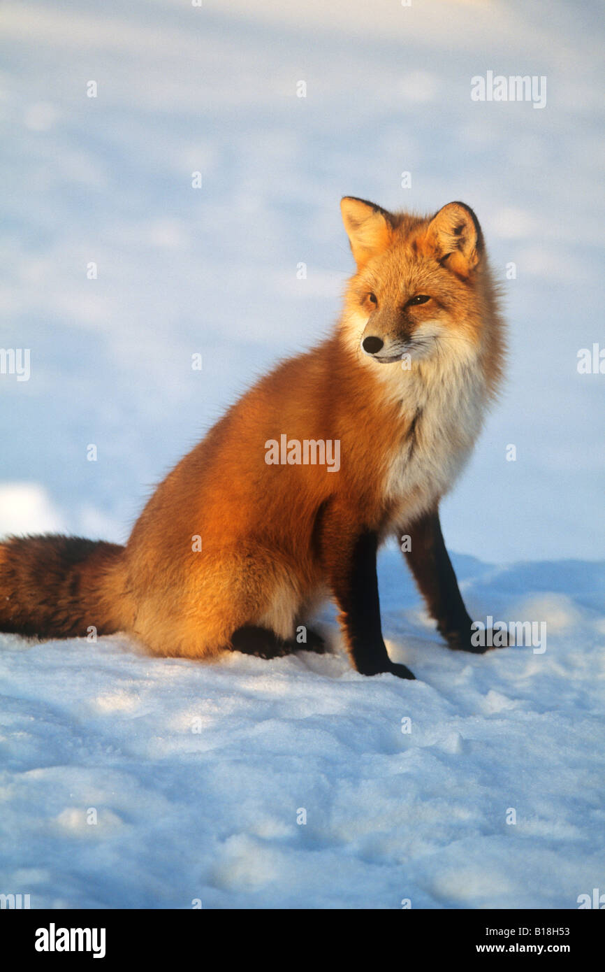 Fuchs im schnee -Fotos und -Bildmaterial in hoher Auflösung – Alamy