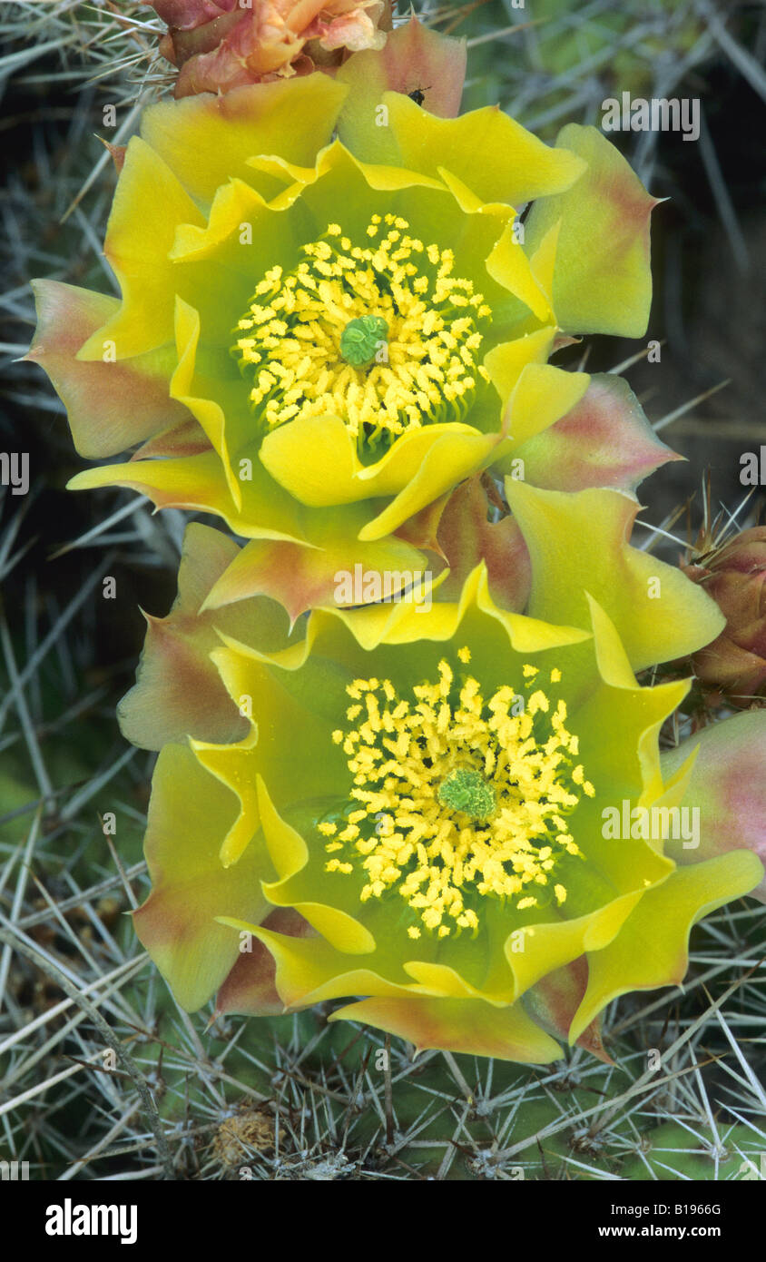 Blühender feigenkaktus opuntia spp -Fotos und -Bildmaterial in hoher ...