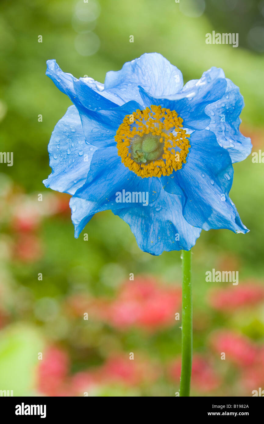 Blaue mohnblume -Fotos und -Bildmaterial in hoher Auflösung – Alamy