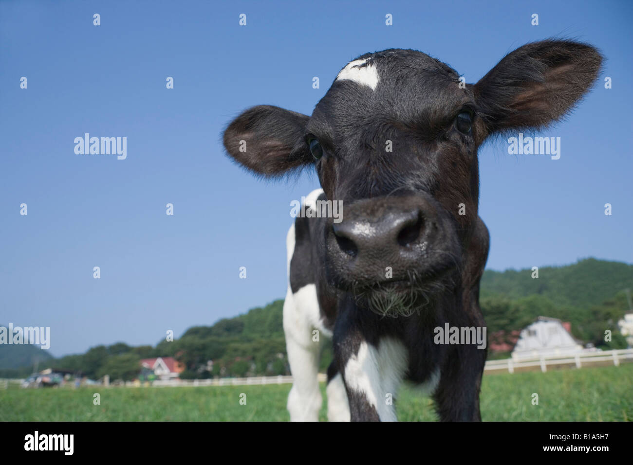 Kuh kalb -Fotos und -Bildmaterial in hoher Auflösung – Alamy