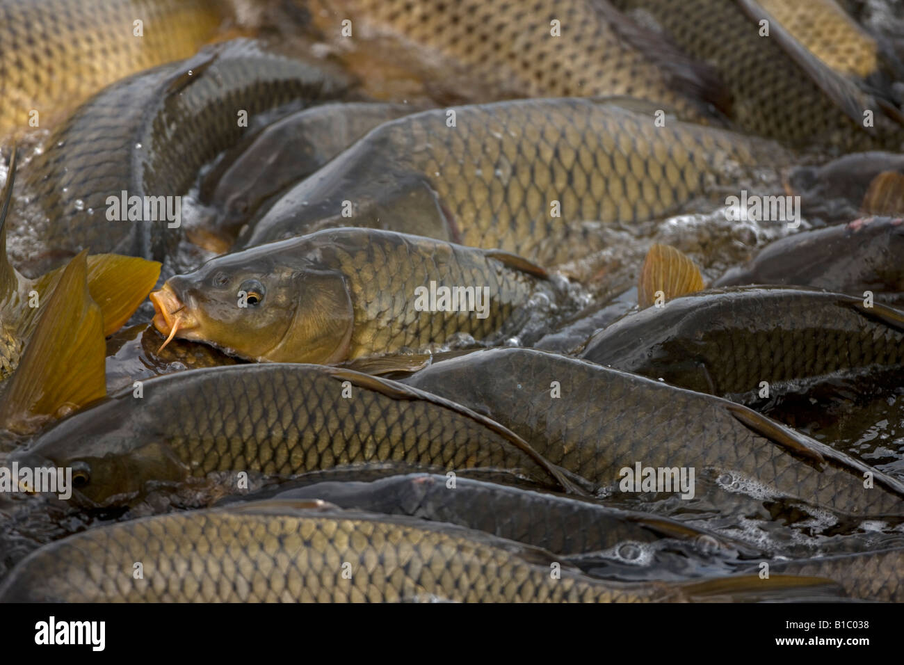 Cyrinus carpio -Fotos und -Bildmaterial in hoher Auflösung – Alamy