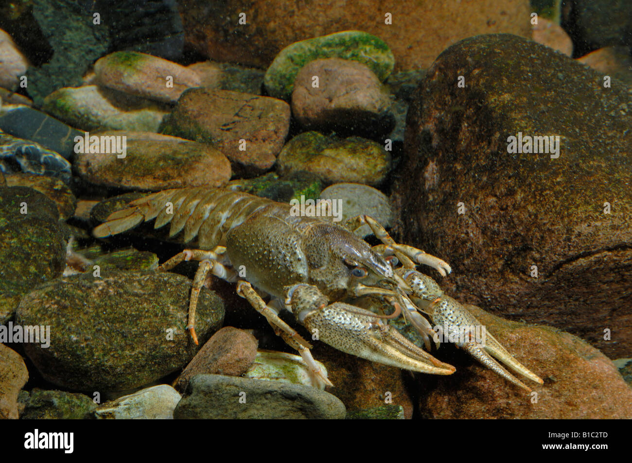 Donau Krebse Stockfotos und -bilder Kaufen - Alamy