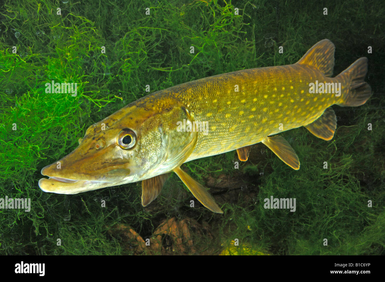 Esox lucius -Fotos und -Bildmaterial in hoher Auflösung – Alamy