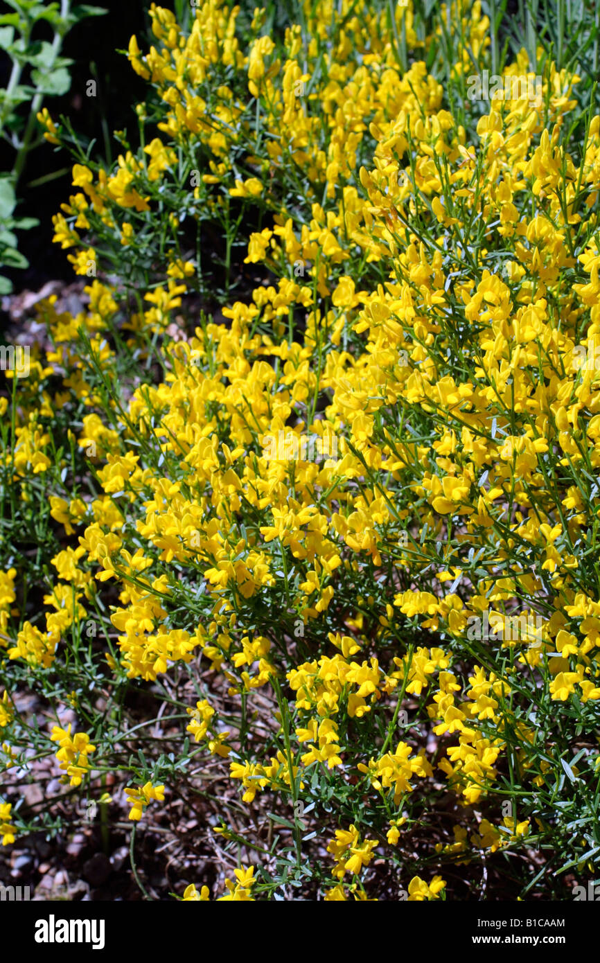 Genista lydia -Fotos und -Bildmaterial in hoher Auflösung – Alamy