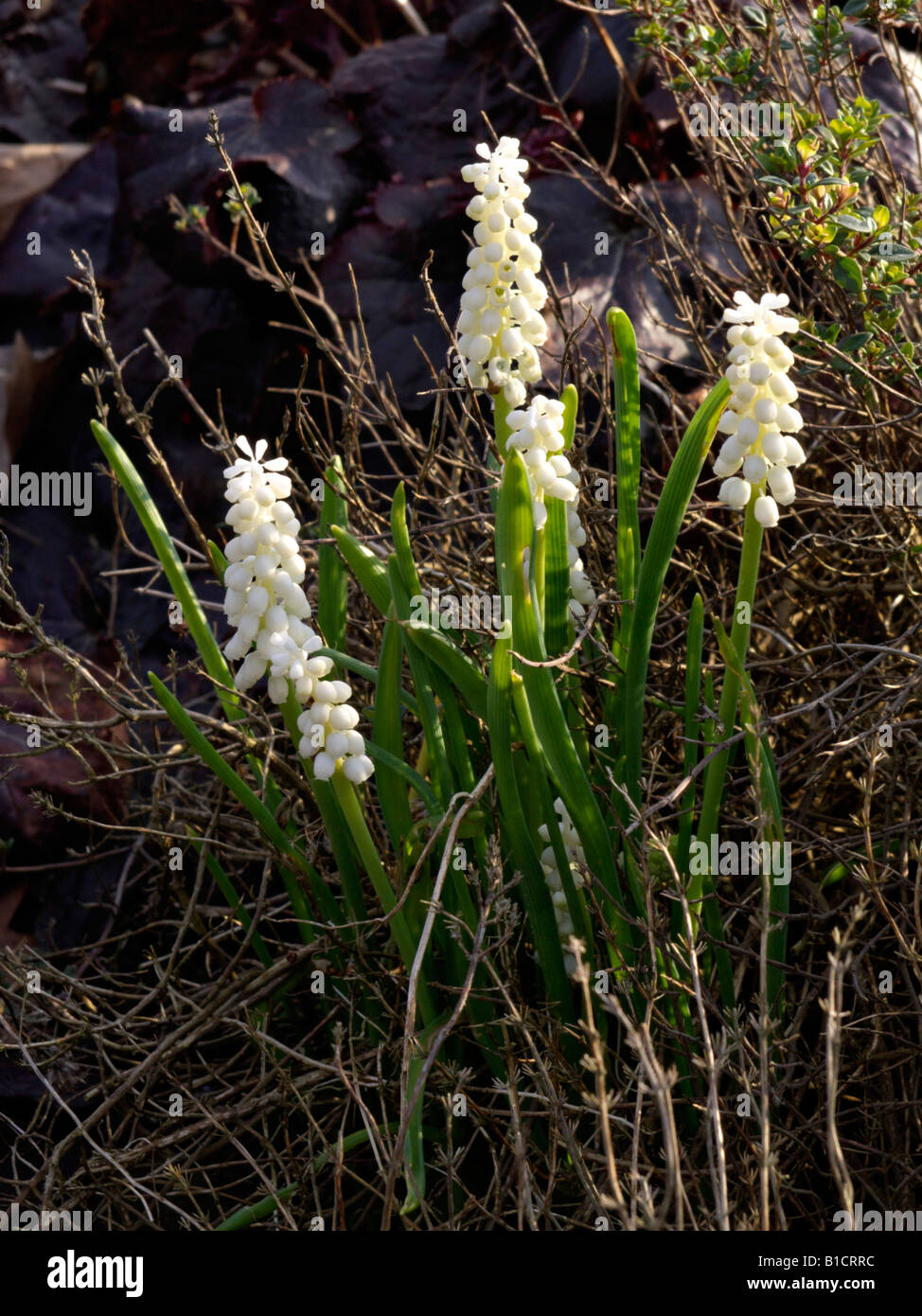 Muscari botryoides album -Fotos und -Bildmaterial in hoher Auflösung ...