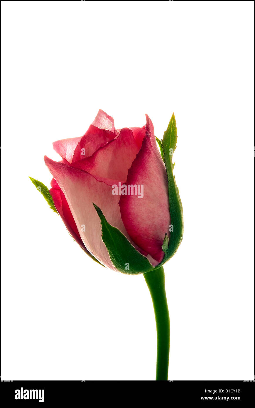 Flower still life -Fotos und -Bildmaterial in hoher Auflösung – Alamy