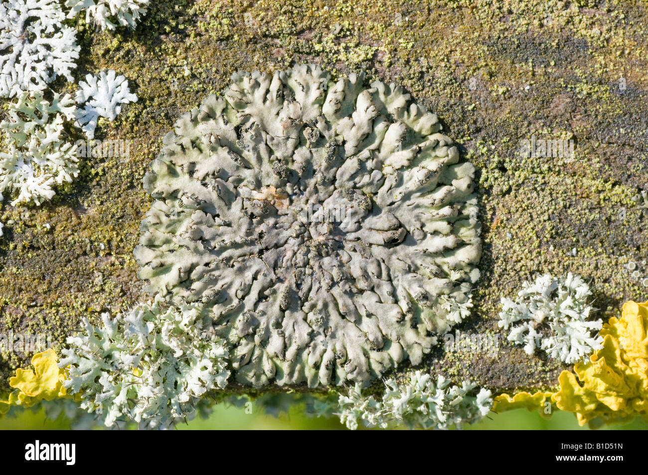 Foliose flechten thallus -Fotos und -Bildmaterial in hoher Auflösung ...