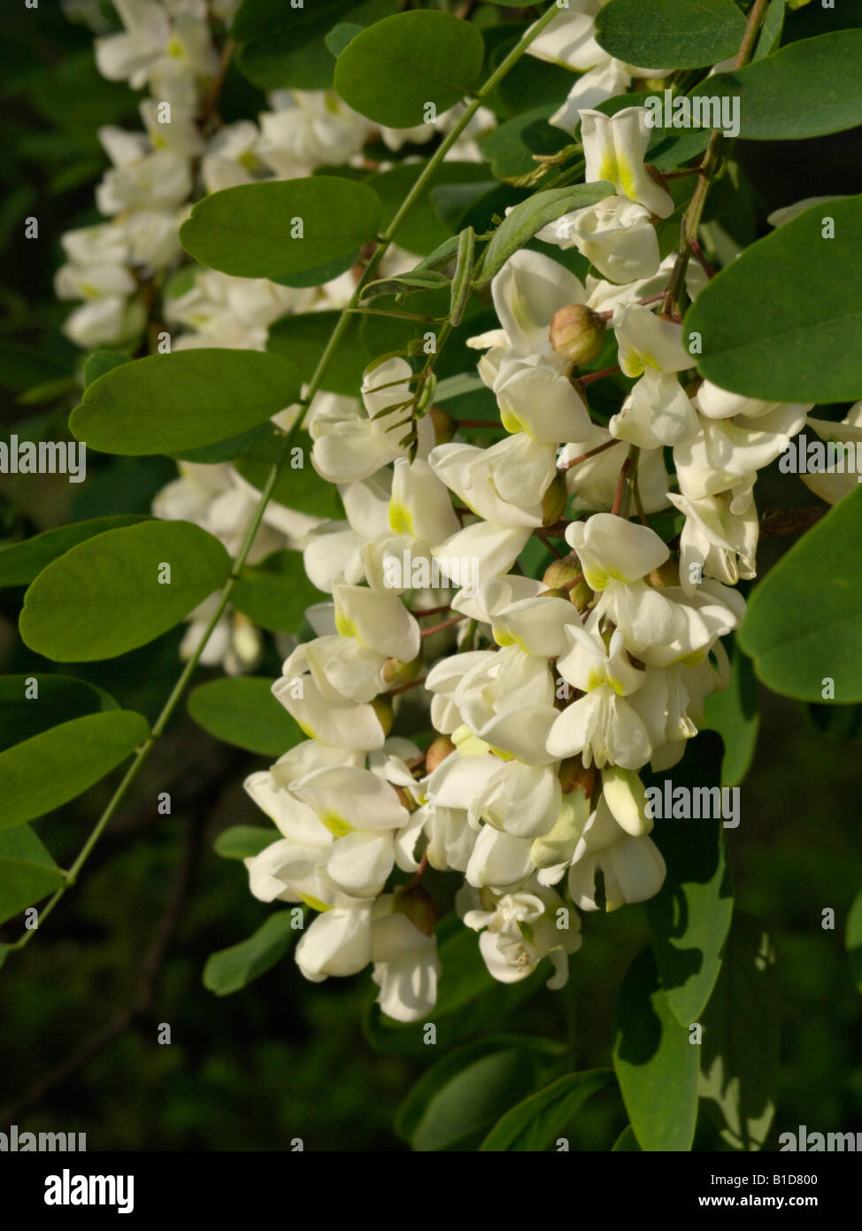 Robinie (Robinia pseudoacacia Stockfotografie - Alamy
