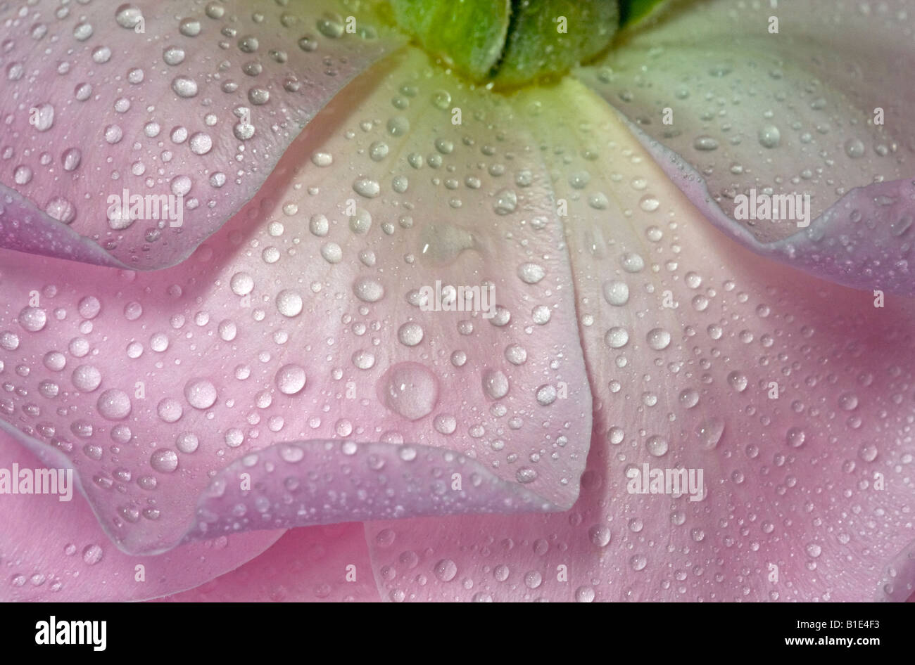 Pink shrub rose fritz nobis -Fotos und -Bildmaterial in hoher Auflösung ...