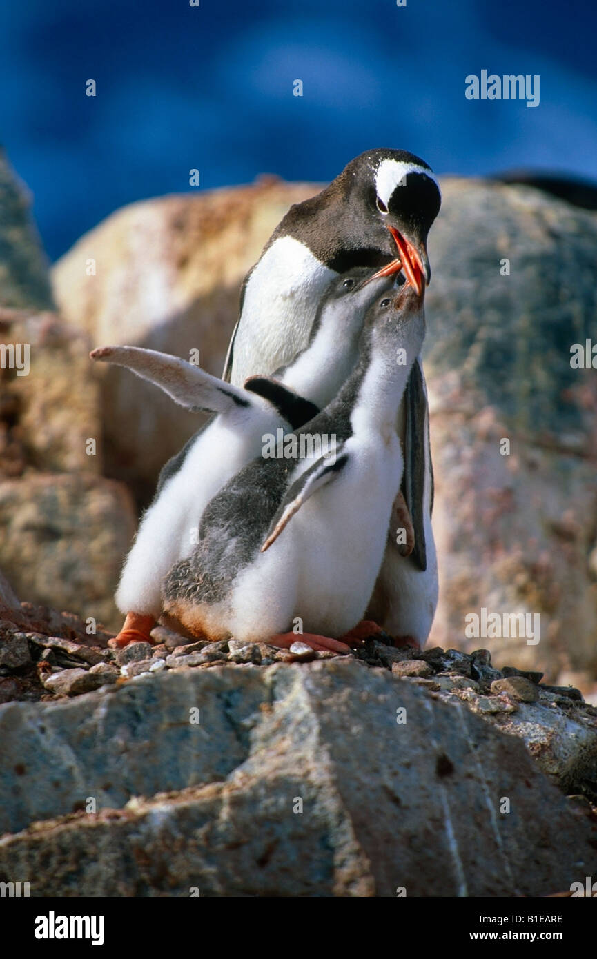 Penguin antarctica eating -Fotos und -Bildmaterial in hoher Auflösung ...