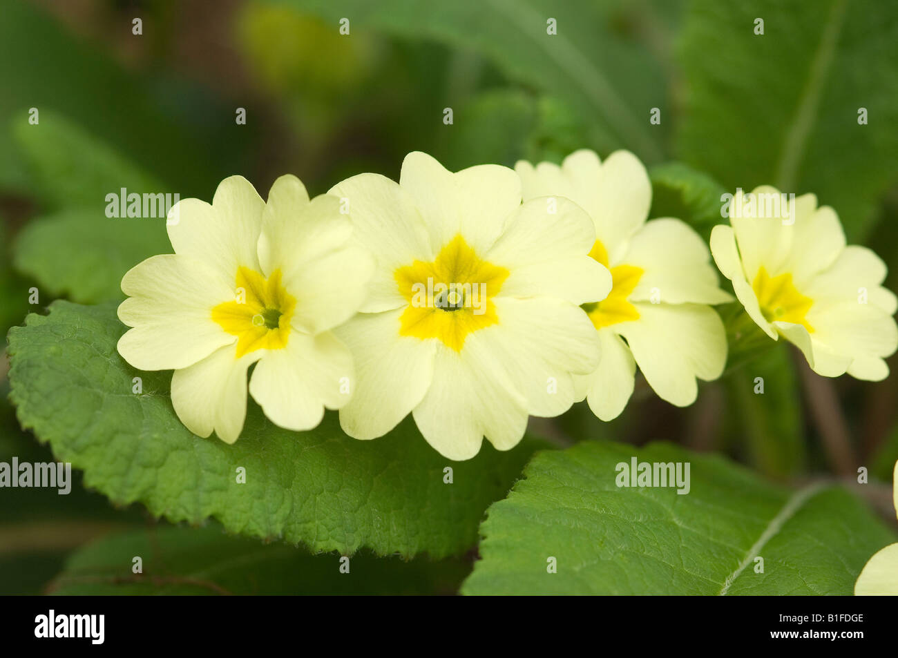 Primeln in der hecke -Fotos und -Bildmaterial in hoher Auflösung – Alamy