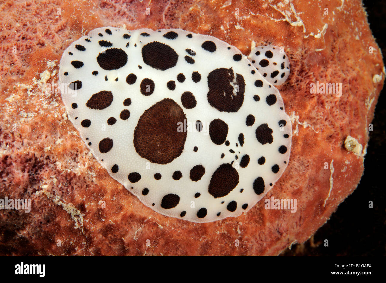 Meeresschwamm petrosia ficiformis -Fotos und -Bildmaterial in hoher ...
