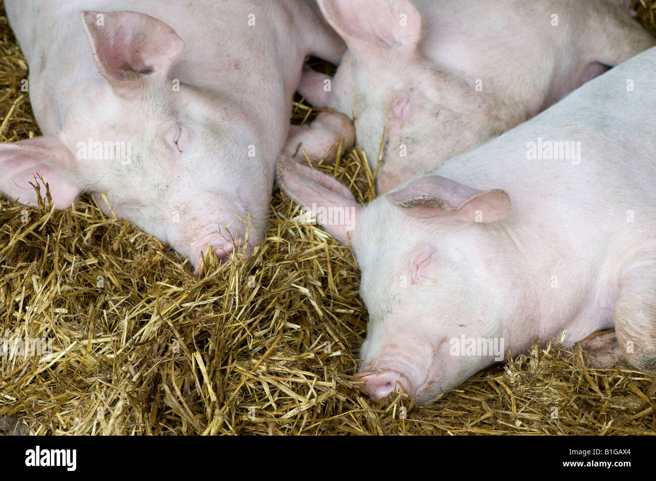 Rosa ferkel -Fotos und -Bildmaterial in hoher Auflösung – Alamy