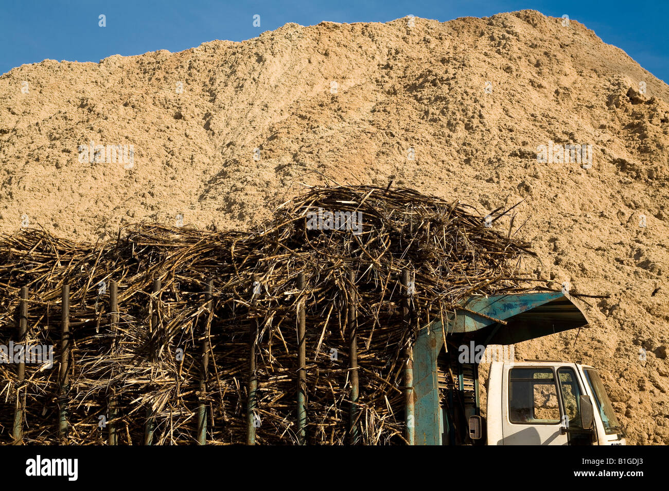 LKW beladen mit Zuckerrohr warten in der Schlange zum Entladen an Ester ...