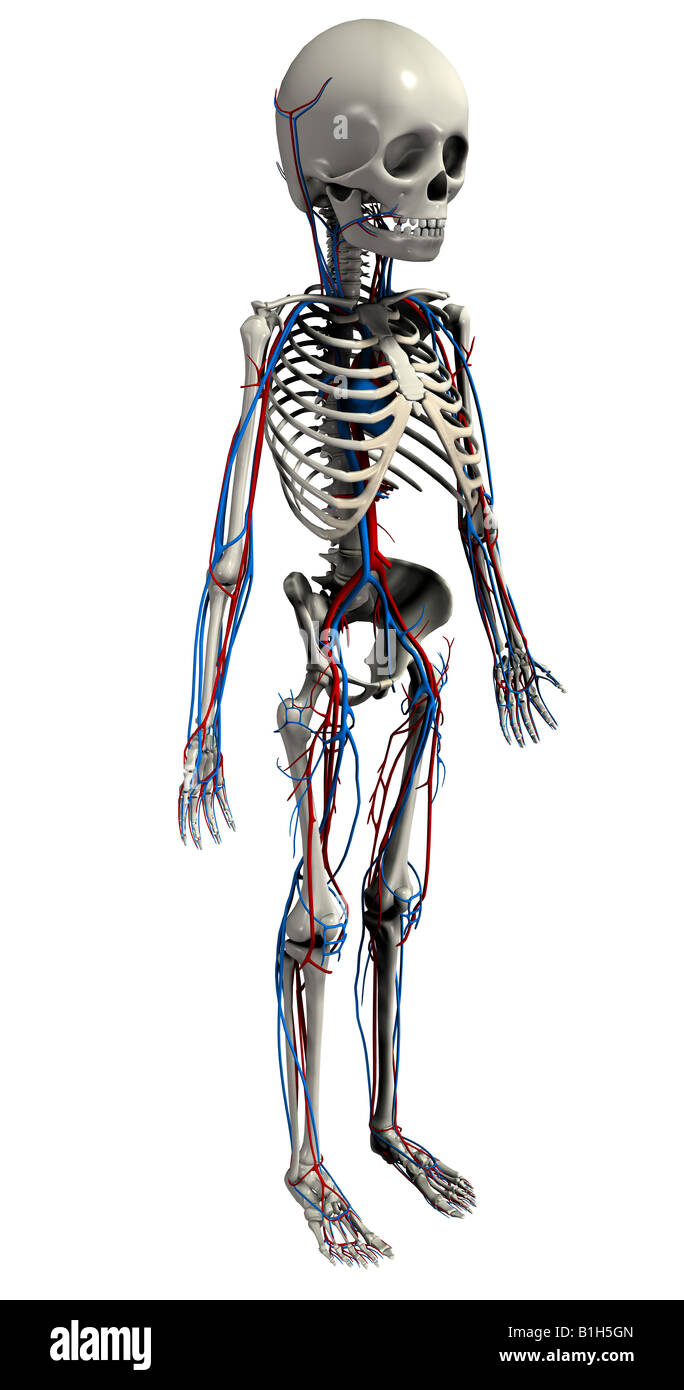 Anatomie Skelett mit Auflage Stockfotografie - Alamy