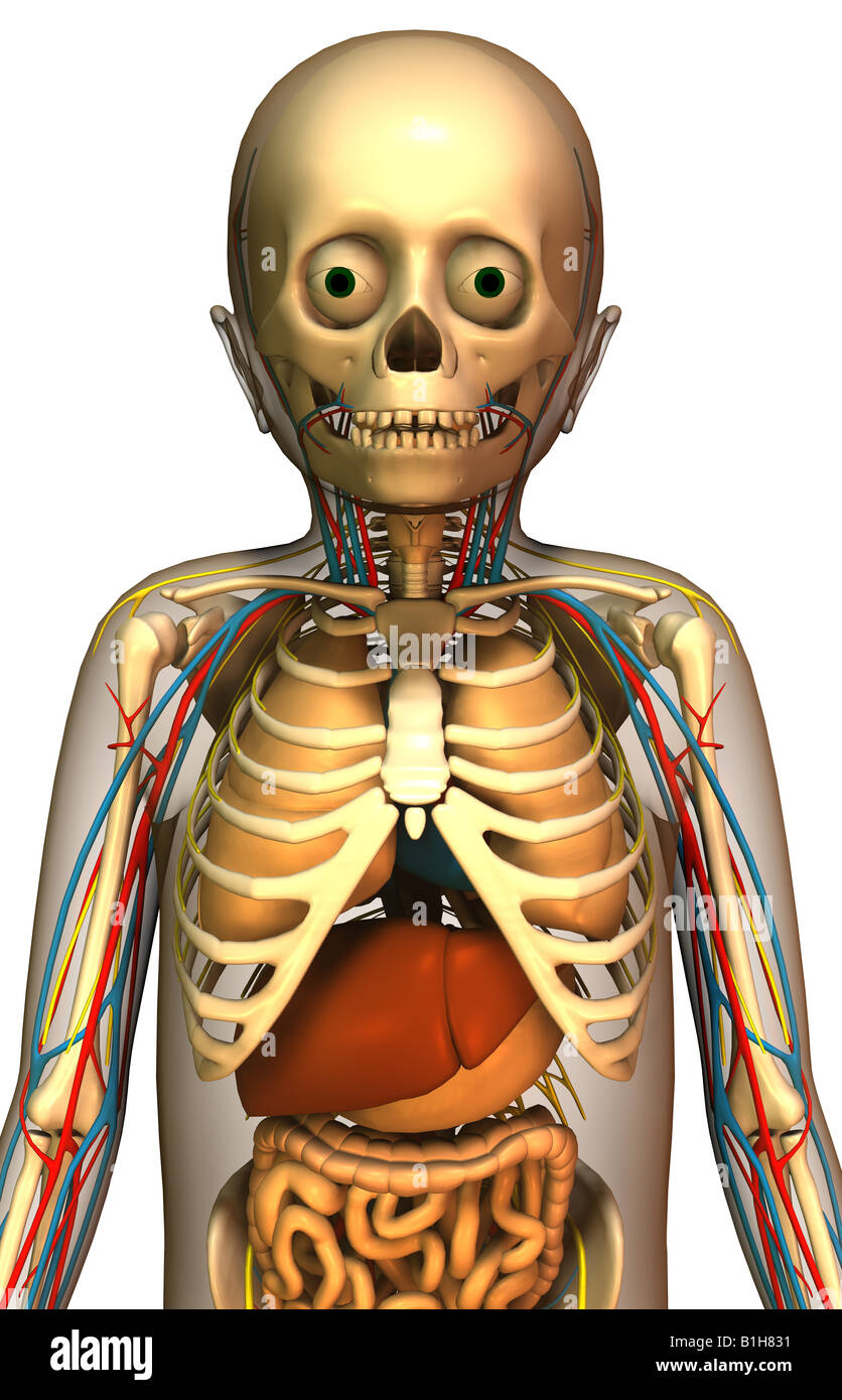 Kind-Anatomie mit Organen Stockfotografie - Alamy
