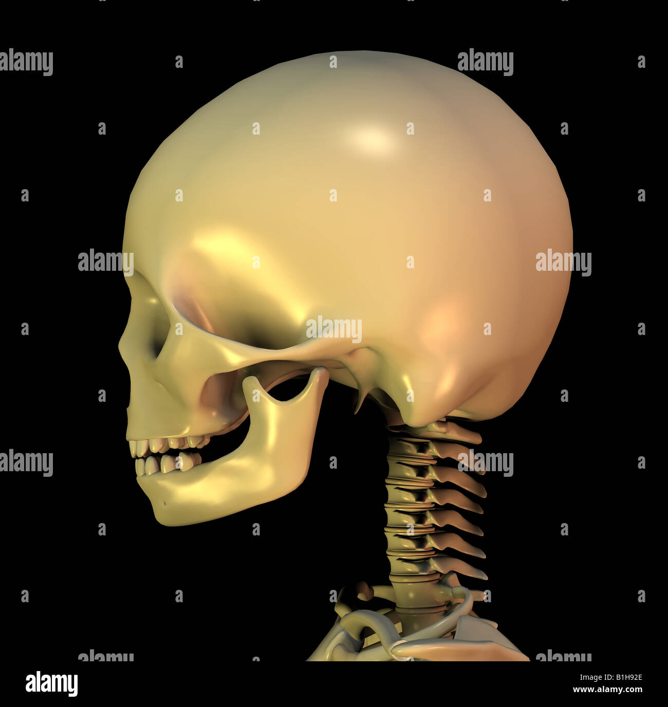 Mensch skelett 3d -Fotos und -Bildmaterial in hoher Auflösung – Alamy