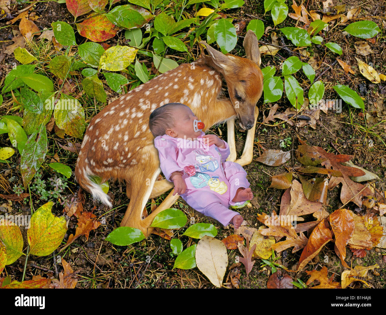 Porträt von ein Neugeborenes Rehkitz und ein neugeborenes Baby im Wald ...