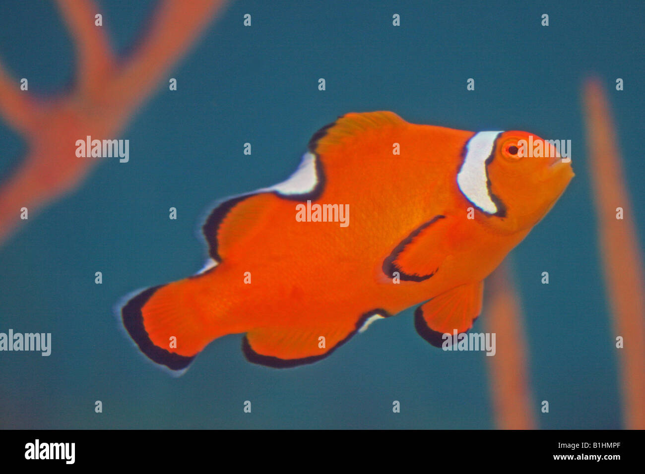 Nemo fisch -Fotos und -Bildmaterial in hoher Auflösung – Alamy