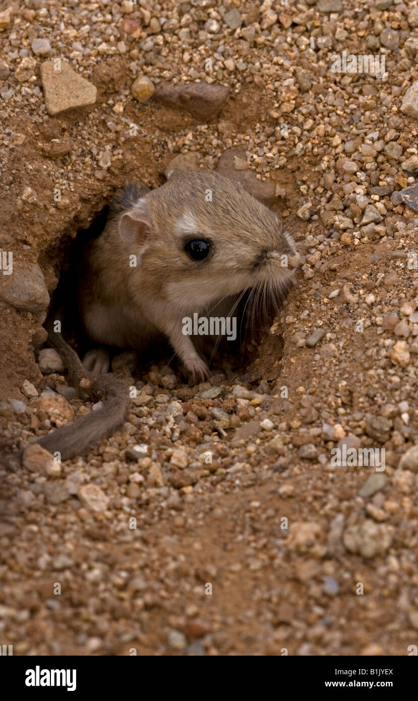Dipodomys spp -Fotos und -Bildmaterial in hoher Auflösung – Alamy