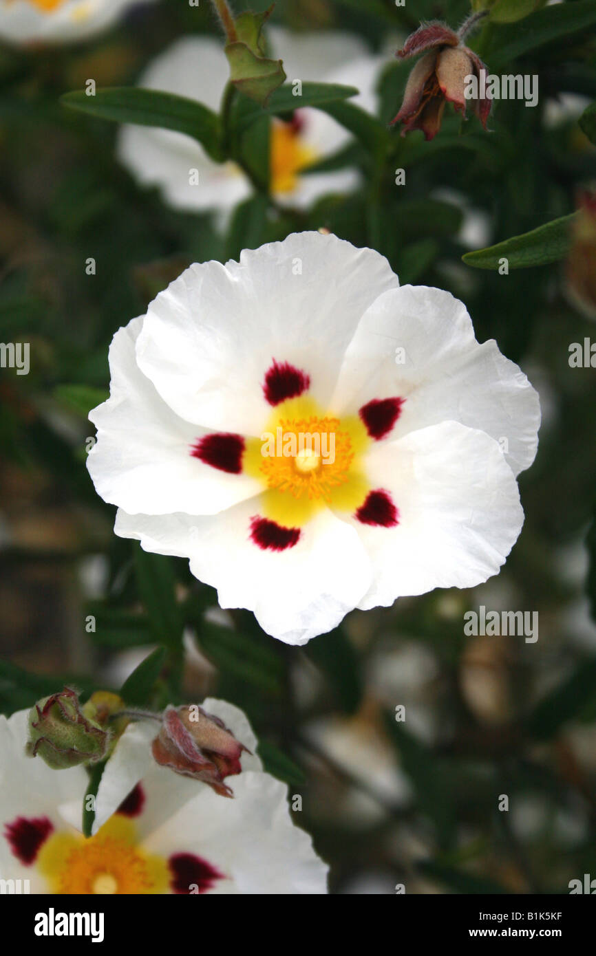 Sonnenrosen rock rose -Fotos und -Bildmaterial in hoher Auflösung – Alamy