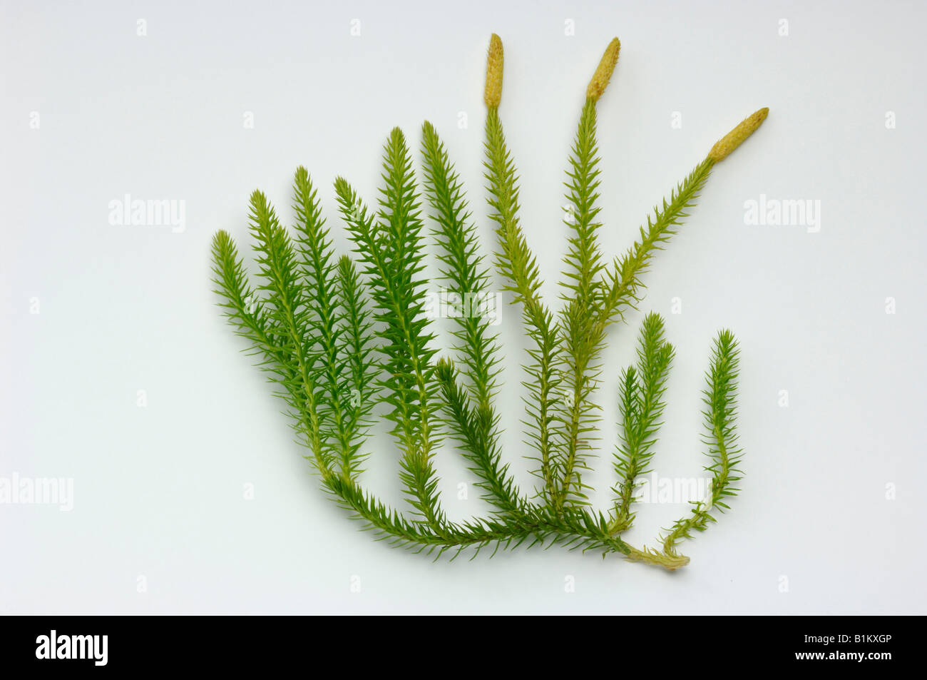 Le lycopode a rameaux Stockfotos und -bilder Kaufen - Alamy