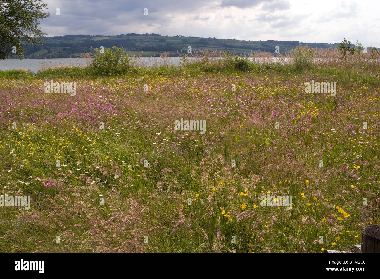 Der Rand des Sees Sursee Schweiz Stockfotografie - Alamy