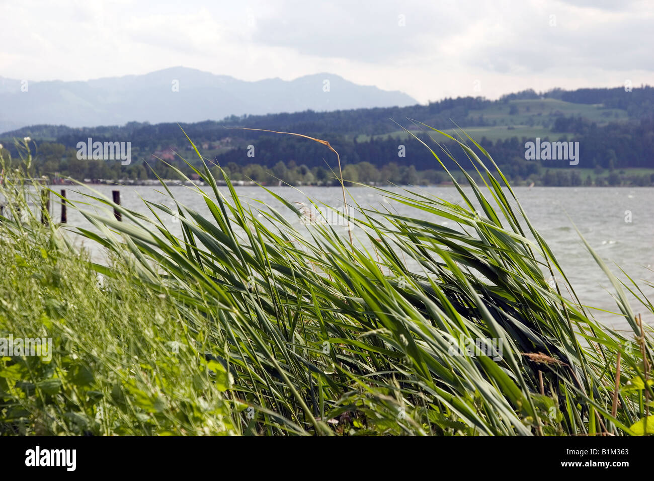 Der Rand des Sees Sursee Schweiz Stockfotografie - Alamy