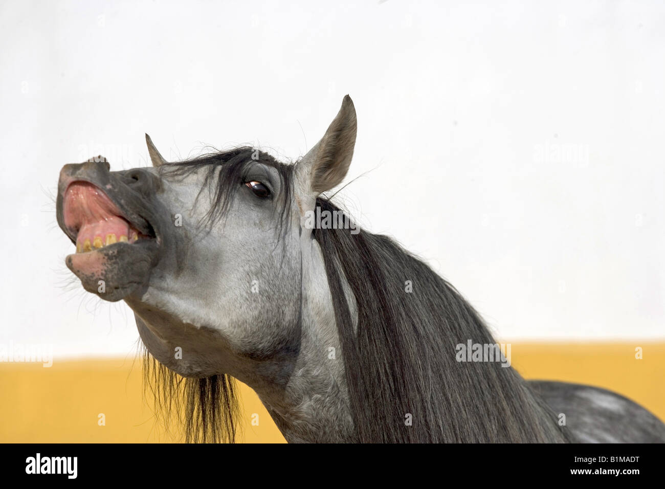 Die flehmen machen -Fotos und -Bildmaterial in hoher Auflösung – Alamy