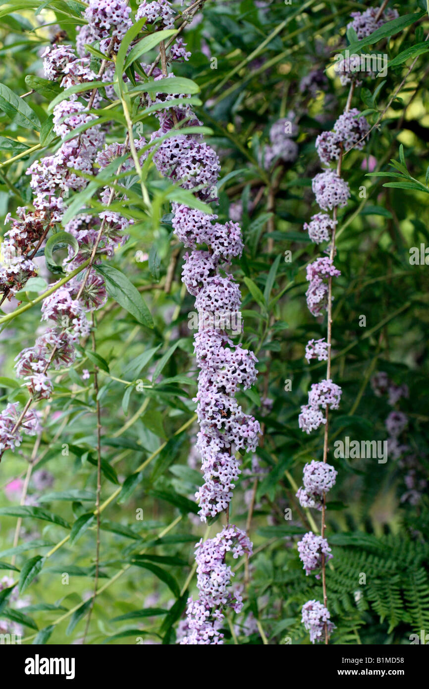 Weeping butterfly bush -Fotos und -Bildmaterial in hoher Auflösung – Alamy