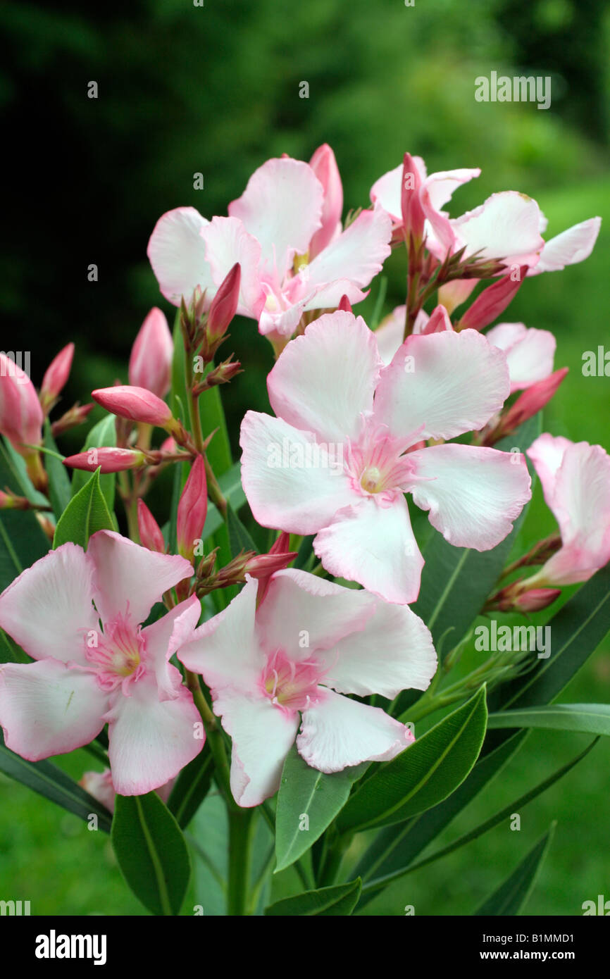 NERIUM OLEANDER HARDY ROSA Stockfotografie - Alamy