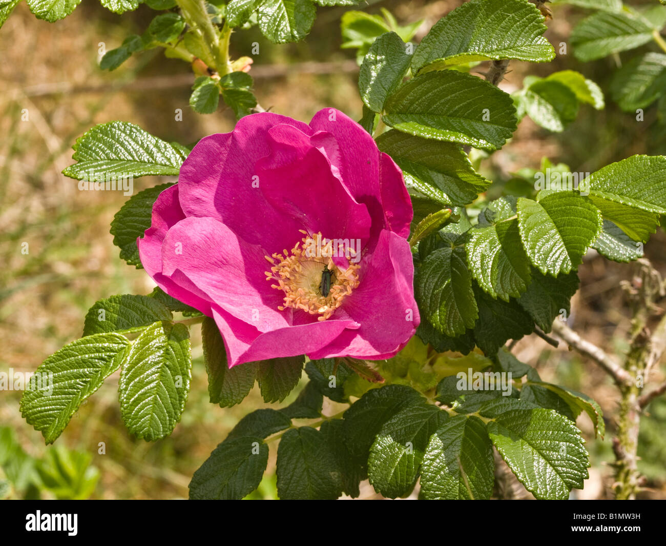 Japanische rose rosa rugosa -Fotos und -Bildmaterial in hoher Auflösung ...