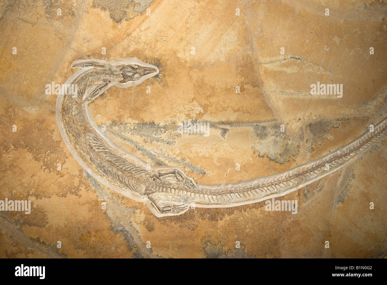 Pleurosaurus goldfussi -Fotos und -Bildmaterial in hoher Auflösung – Alamy