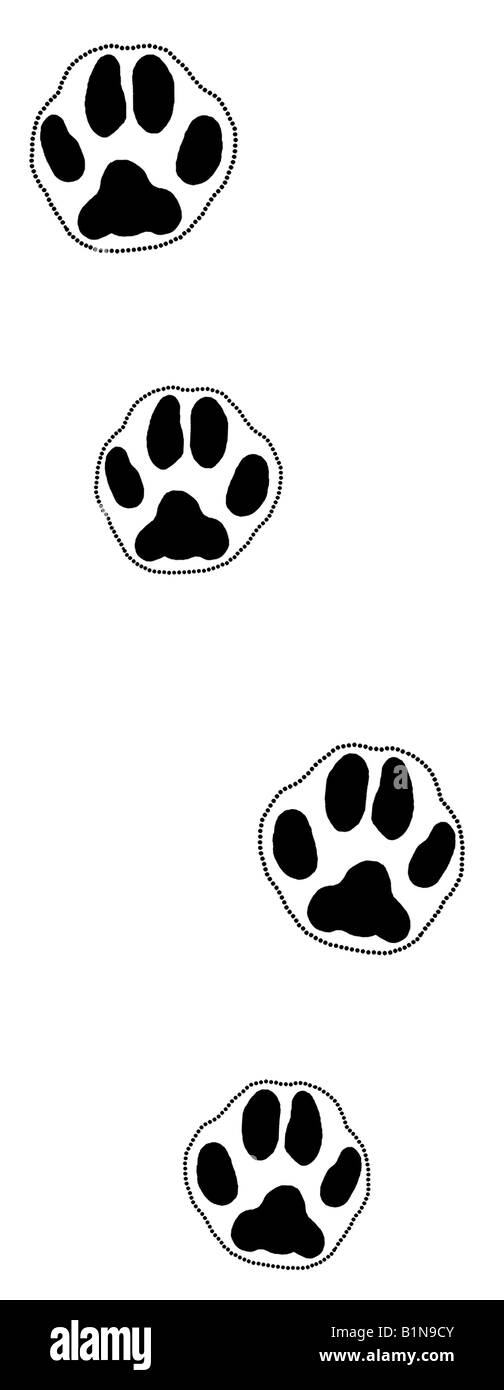 Europäische Luchs (Lynx Lynx, Felis Lynx), Fußabdrücke, Zeichnung ...