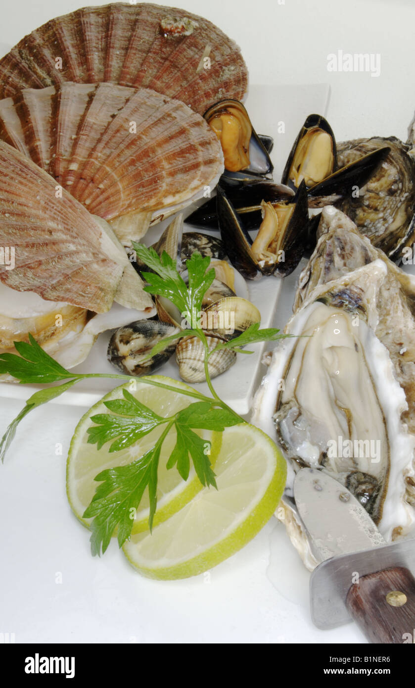 Alle arten von muscheln -Fotos und -Bildmaterial in hoher Auflösung – Alamy