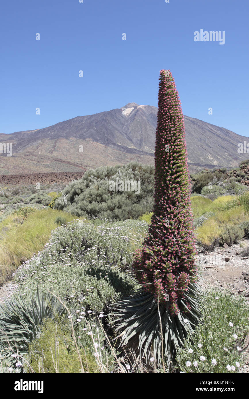 Echium Wildpretii Volksmund Tajinaste Rojo für seine roten Blüten ...