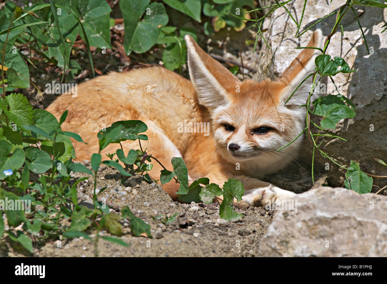 Fennec fox vulpes zerda fennec -Fotos und -Bildmaterial in hoher ...