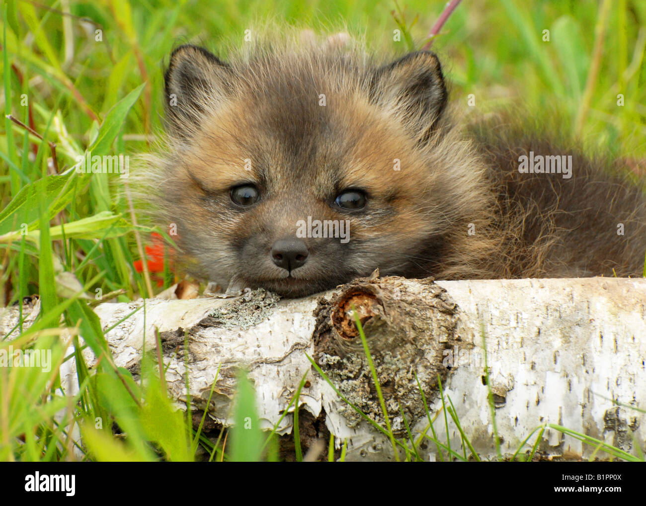 Kreuzfuchs mit -Fotos und -Bildmaterial in hoher Auflösung – Alamy