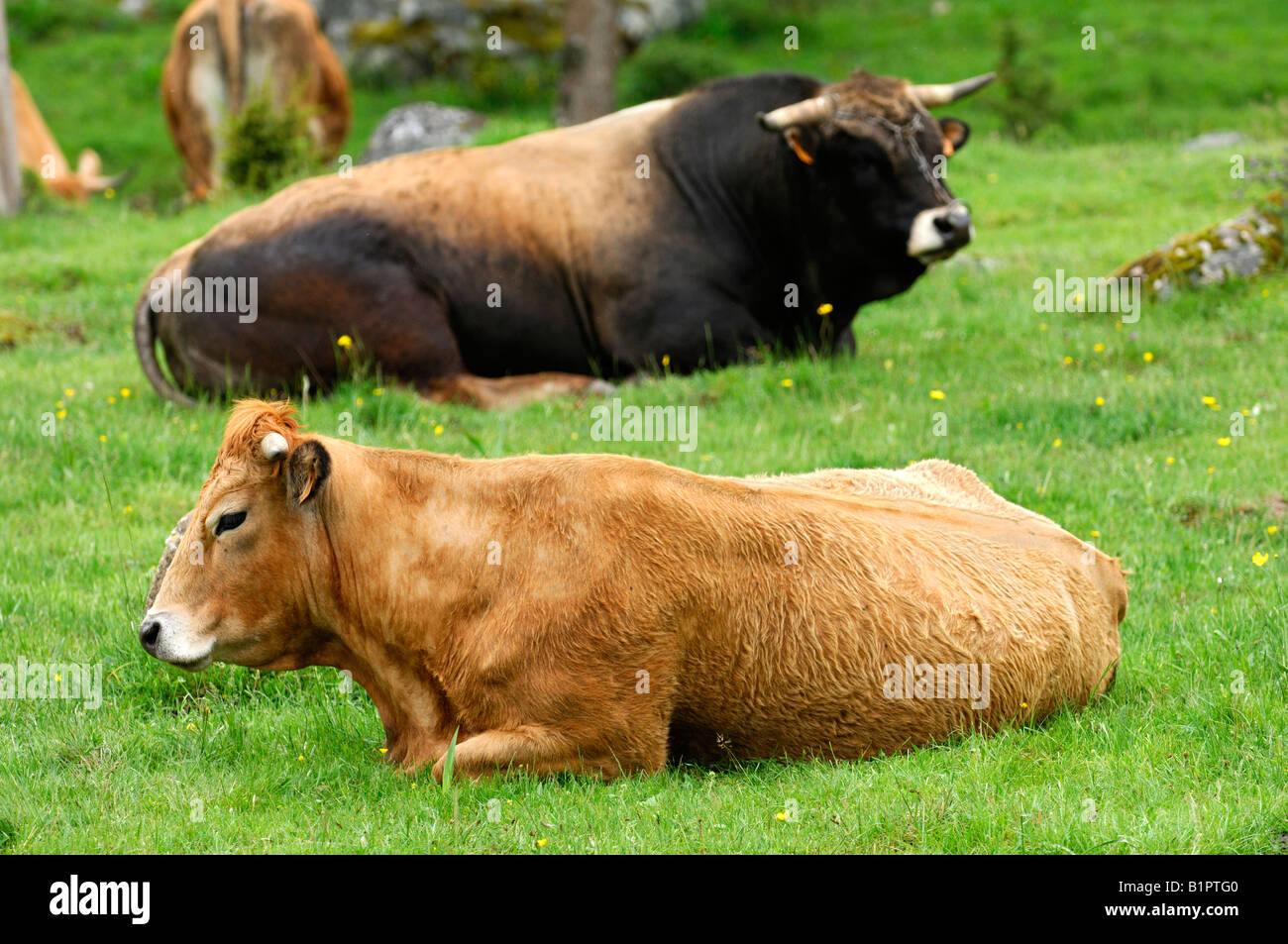 Ruhende aubrac kuh -Fotos und -Bildmaterial in hoher Auflösung – Alamy