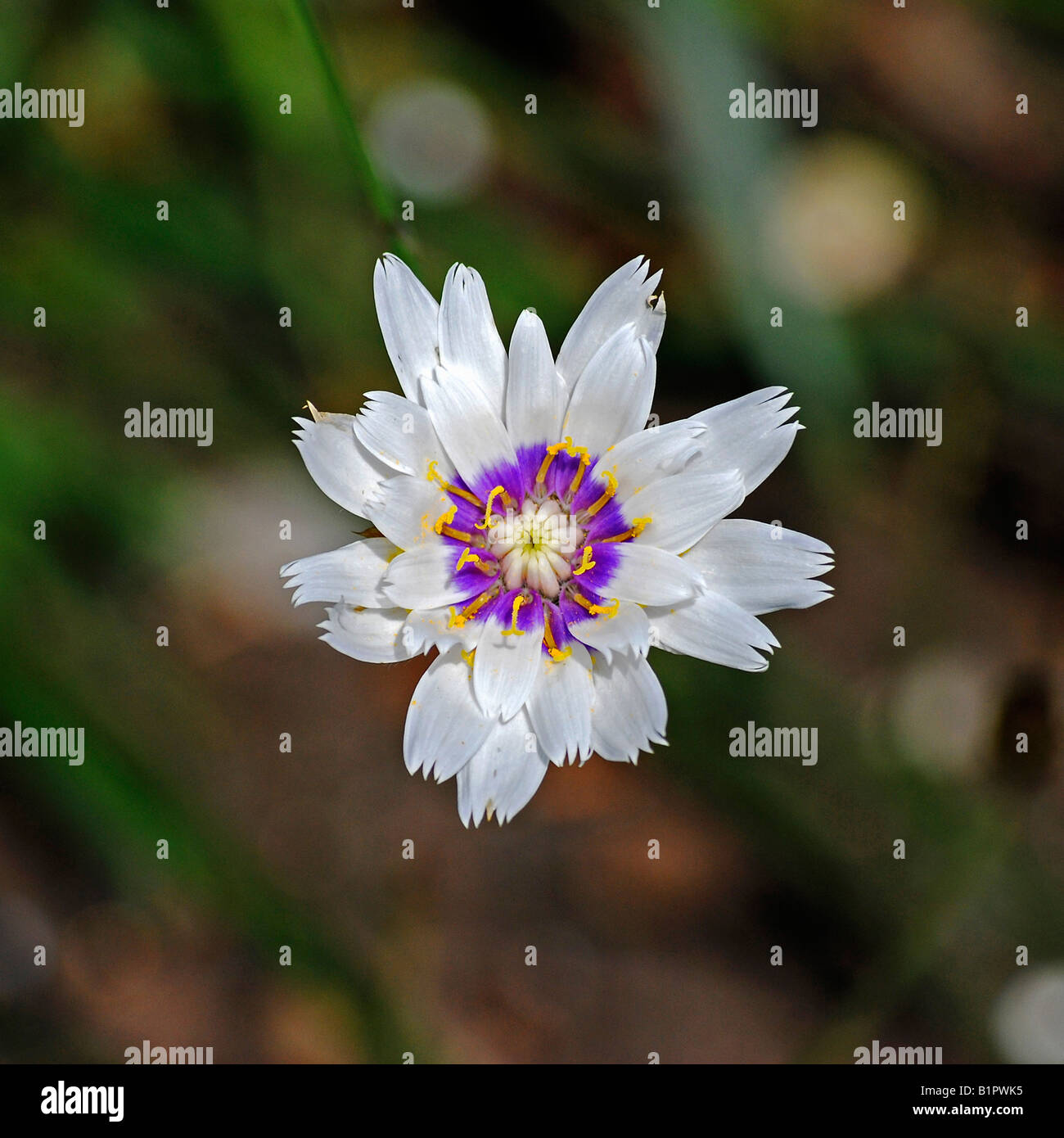 Catananche caerulea alba -Fotos und -Bildmaterial in hoher Auflösung ...