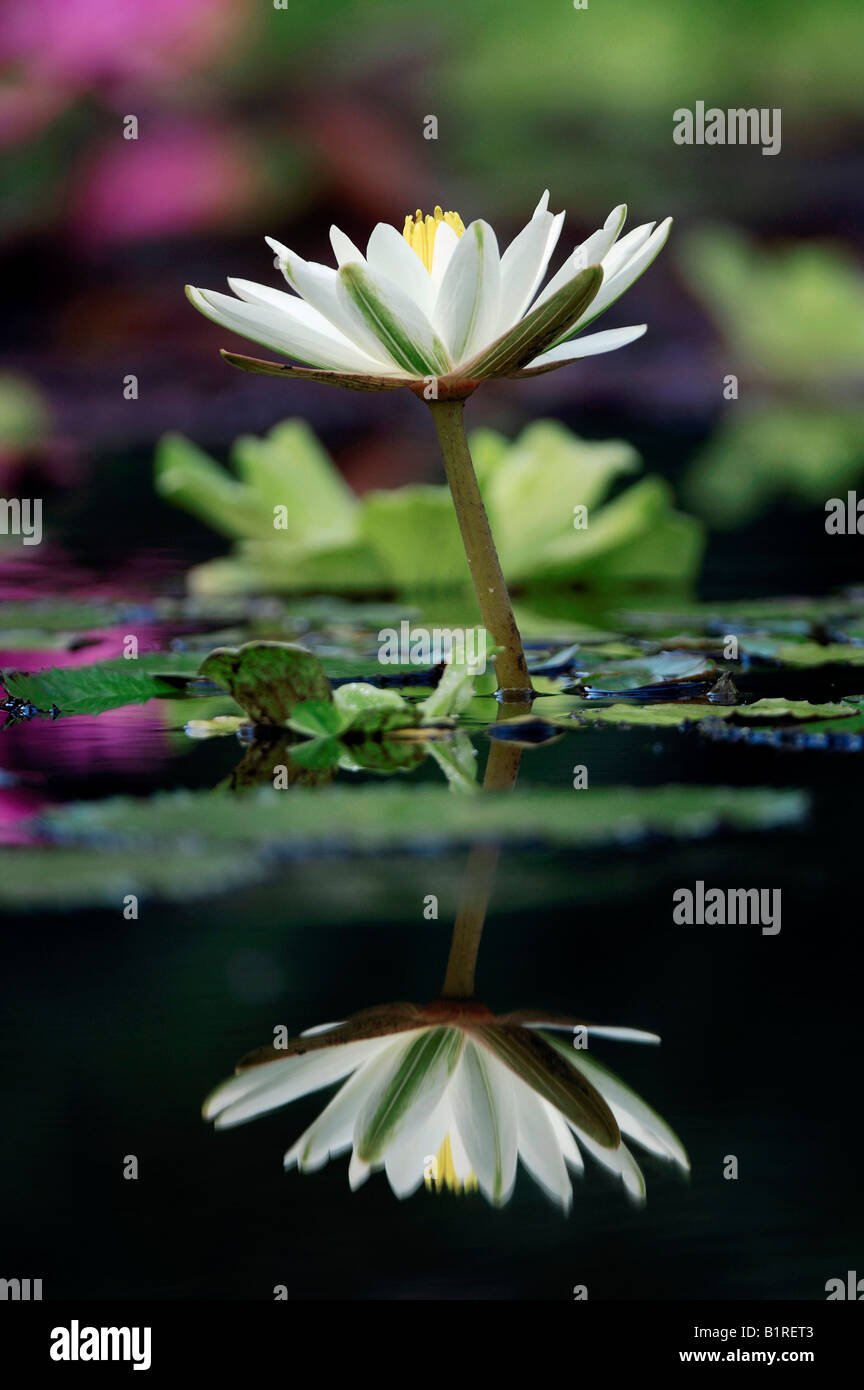 Weisser aegyptischer lotus -Fotos und -Bildmaterial in hoher Auflösung ...