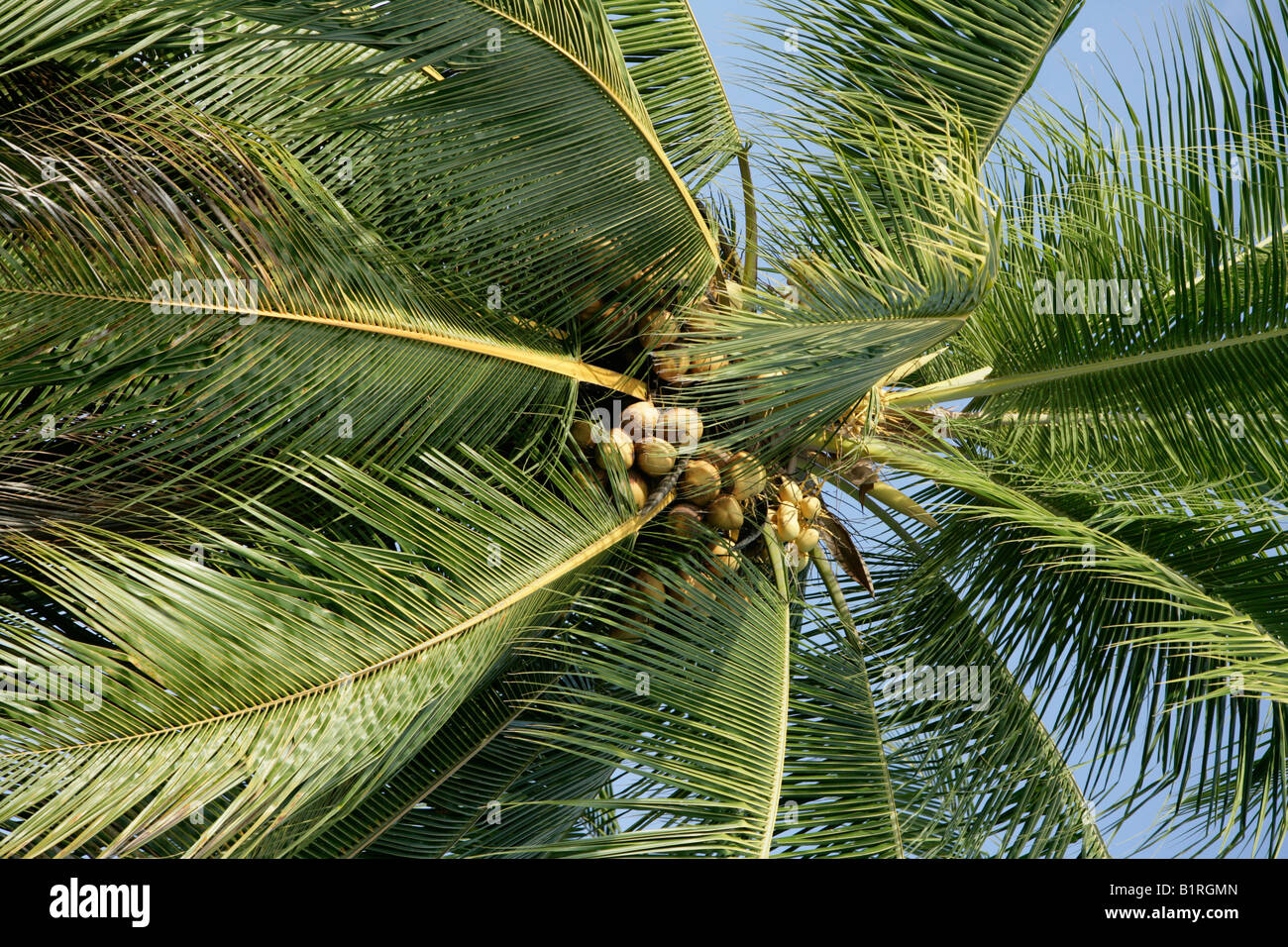 Kokospalmen cocos nucifera Stockfotos und -bilder Kaufen - Alamy