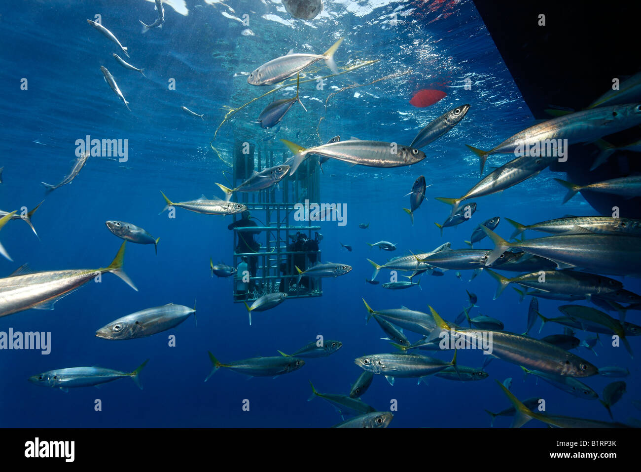 Taucher in einem Käfig beobachten, ein großer weißer Hai (Carcharodon ... Taucher in einem Käfig beobachten, ein großer weißer Hai (Carcharodon ...